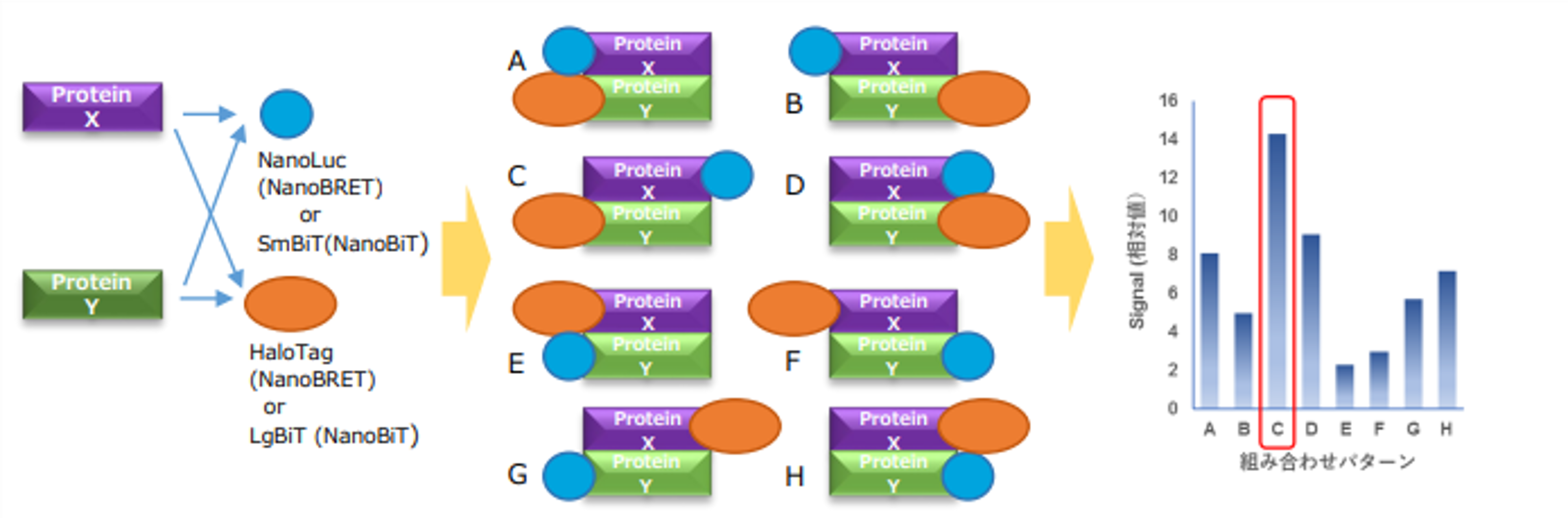 NanoBRET®, NanoBiT®検討用ベクターセット作製 - [KGT] 株式会社かずさゲノムテクノロジーズ